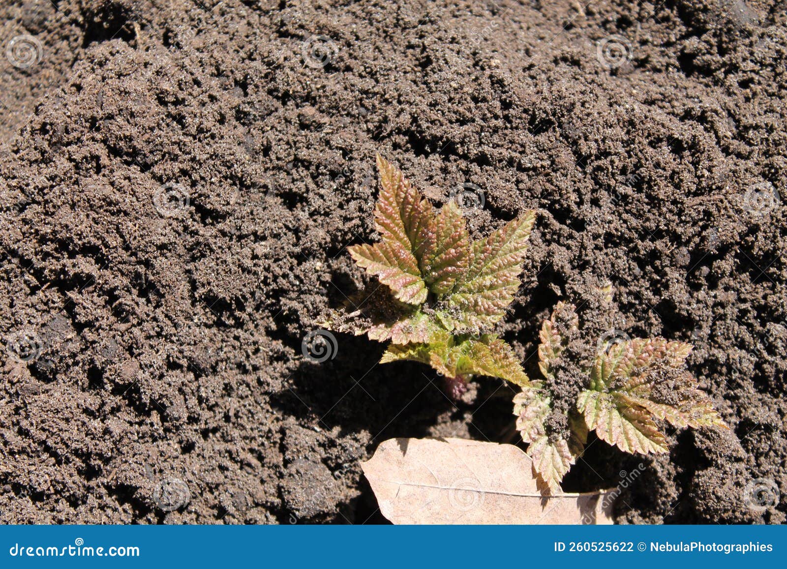 Pretty Raspberry Plant Fresh Out Stock Photo - Image of produce, green ...