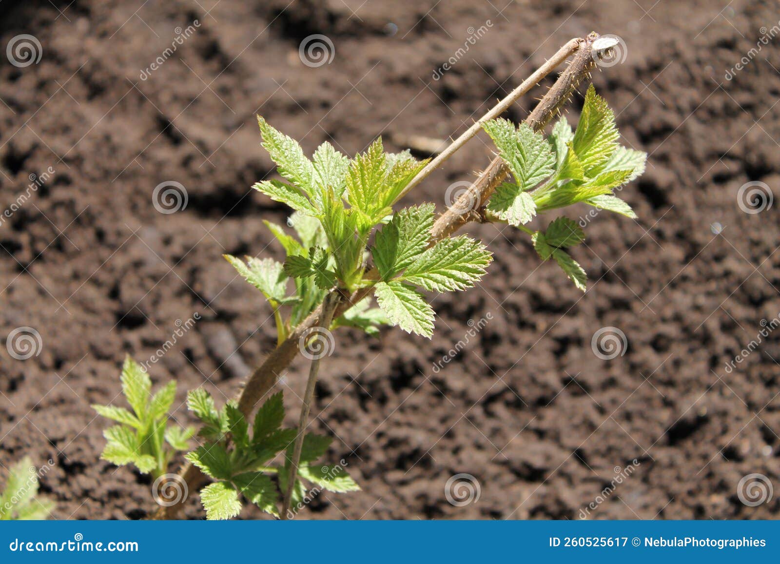 Raspberry Plant, the Leaves are Fresh Out Stock Image - Image of branch ...