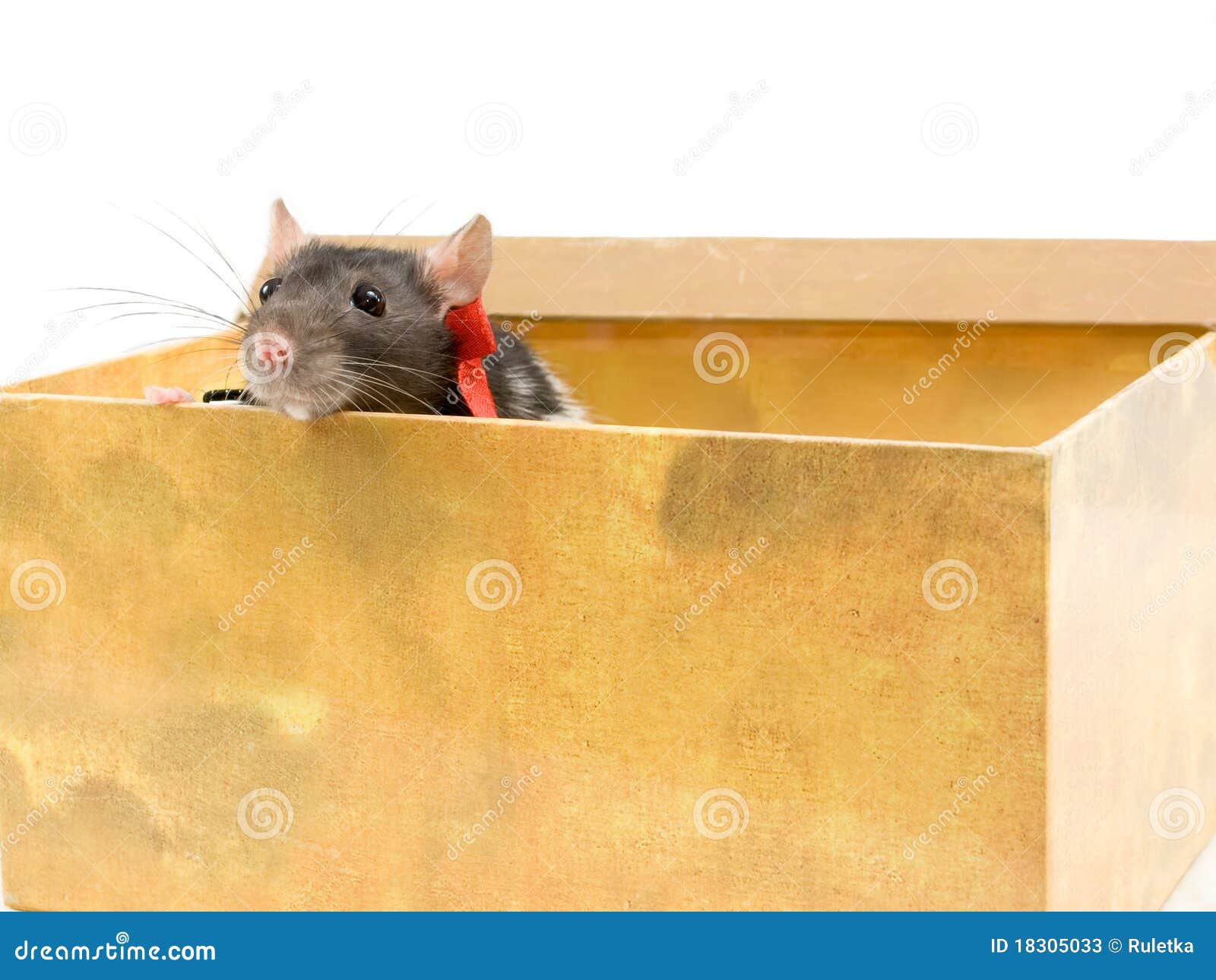 4,051 Picture Pretty Rat Stock Photos - Free & Royalty-Free Stock ...