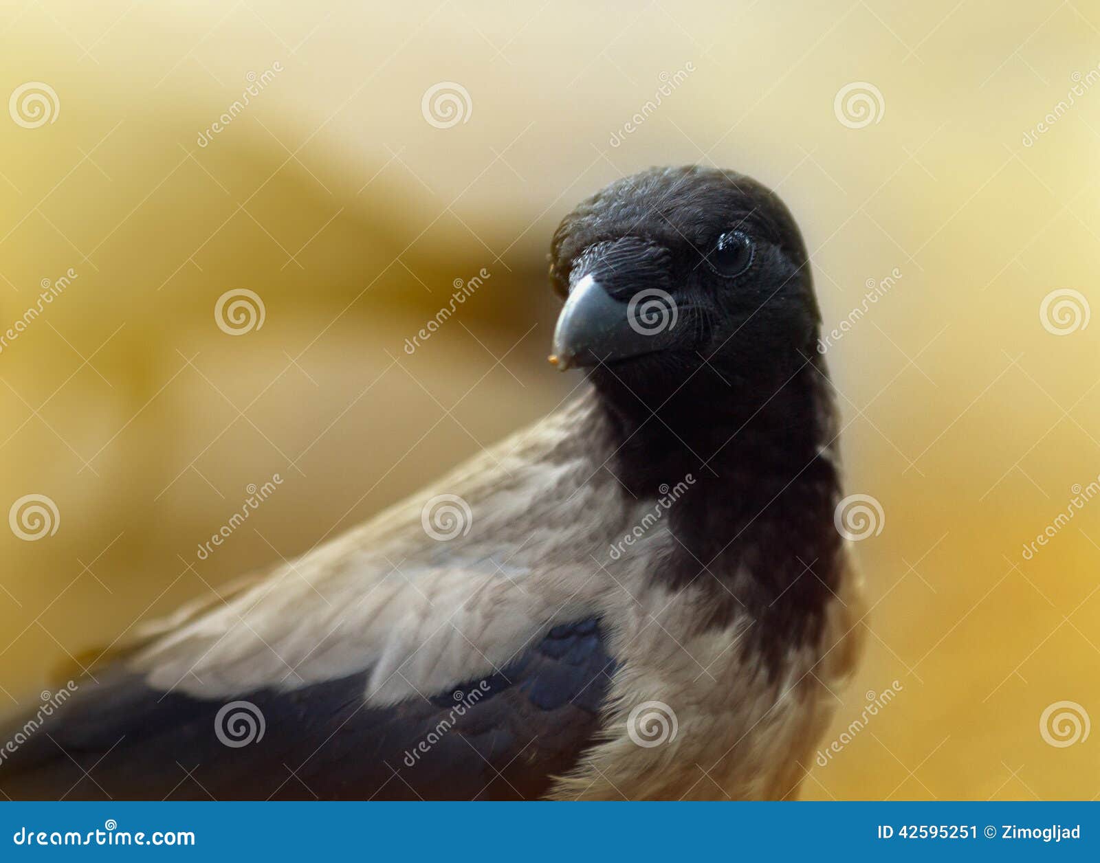 Pretty raven. stock image. Image of beautiful, single - 42595251