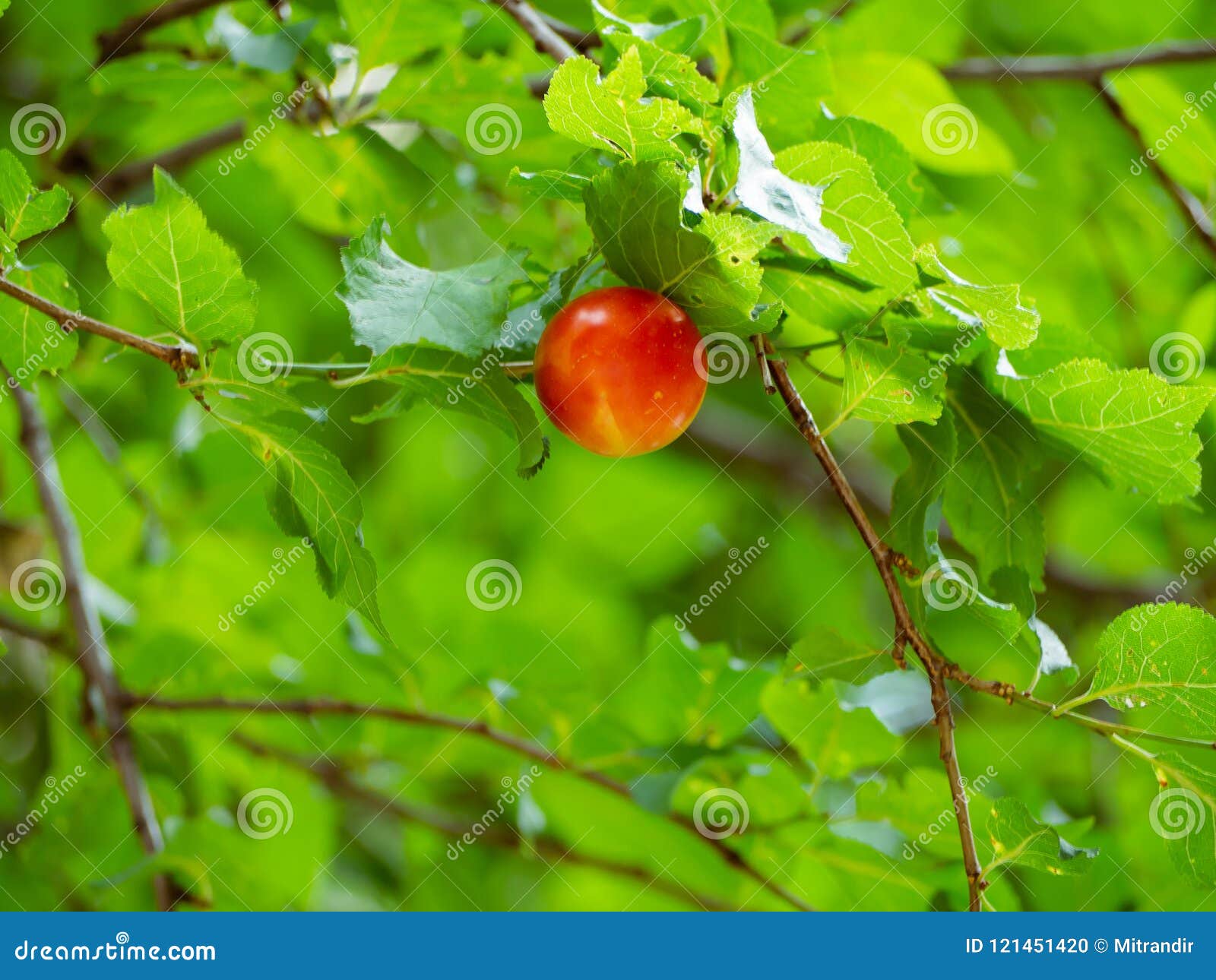 Pretty red cherry apple stock photo. Image of sweet - 121451420