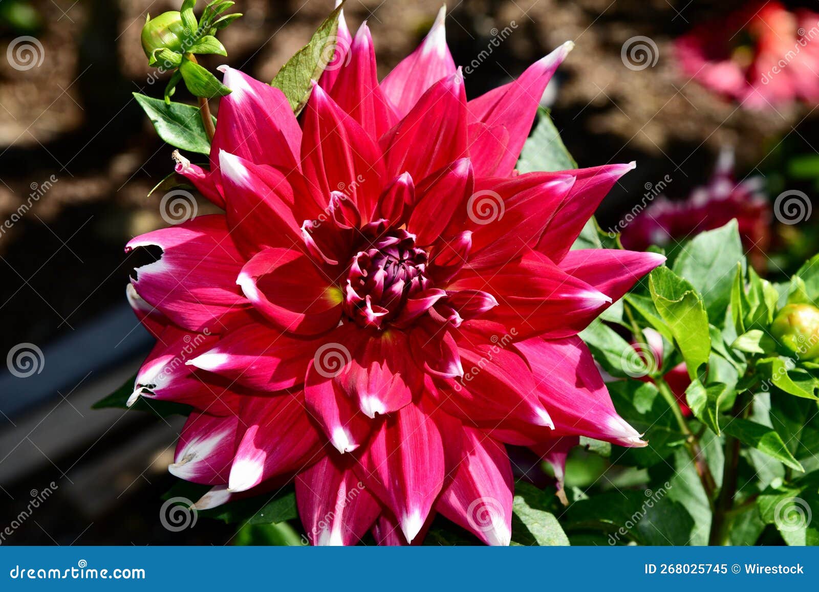 Pretty Red Dahlia Pinnata Flower Stock Image - Image of valley, forest ...