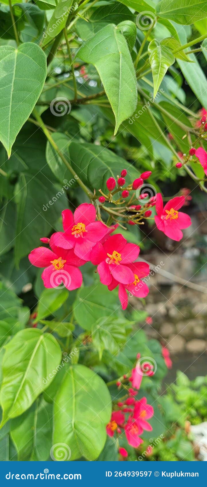 Pretty Red Flowers at the Garden Stock Image - Image of shrub, meadow ...