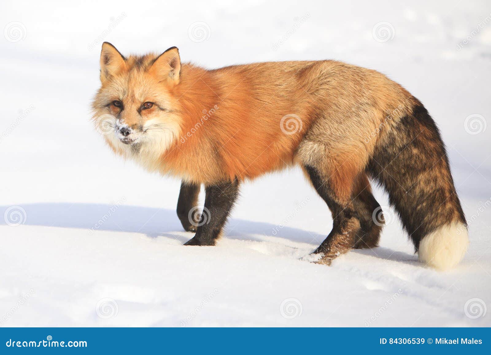 Pretty red fox stock image. Image of pretty, central - 84306539