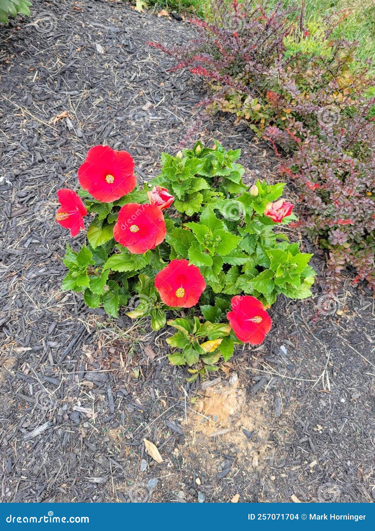 Pretty Red Hawaiian Flowers Stock Photo - Image of flowers, petal ...