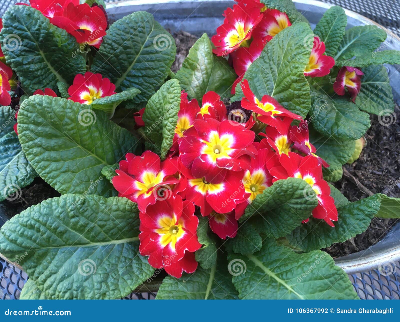 Pretty Primroses stock photo. Image of corner, pretty - 106367992
