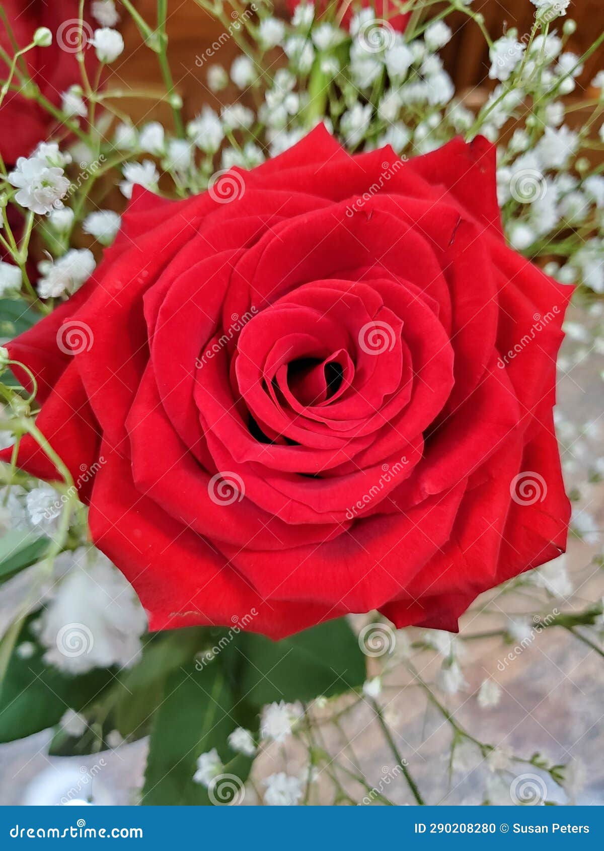 Pretty Red Rose Fully Opened Stock Photo - Image of pretty, fully ...