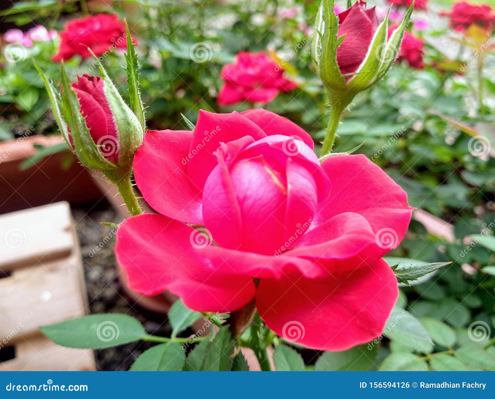 A Pretty of Red Rose stock photo. Image of pretty, rose - 156594126