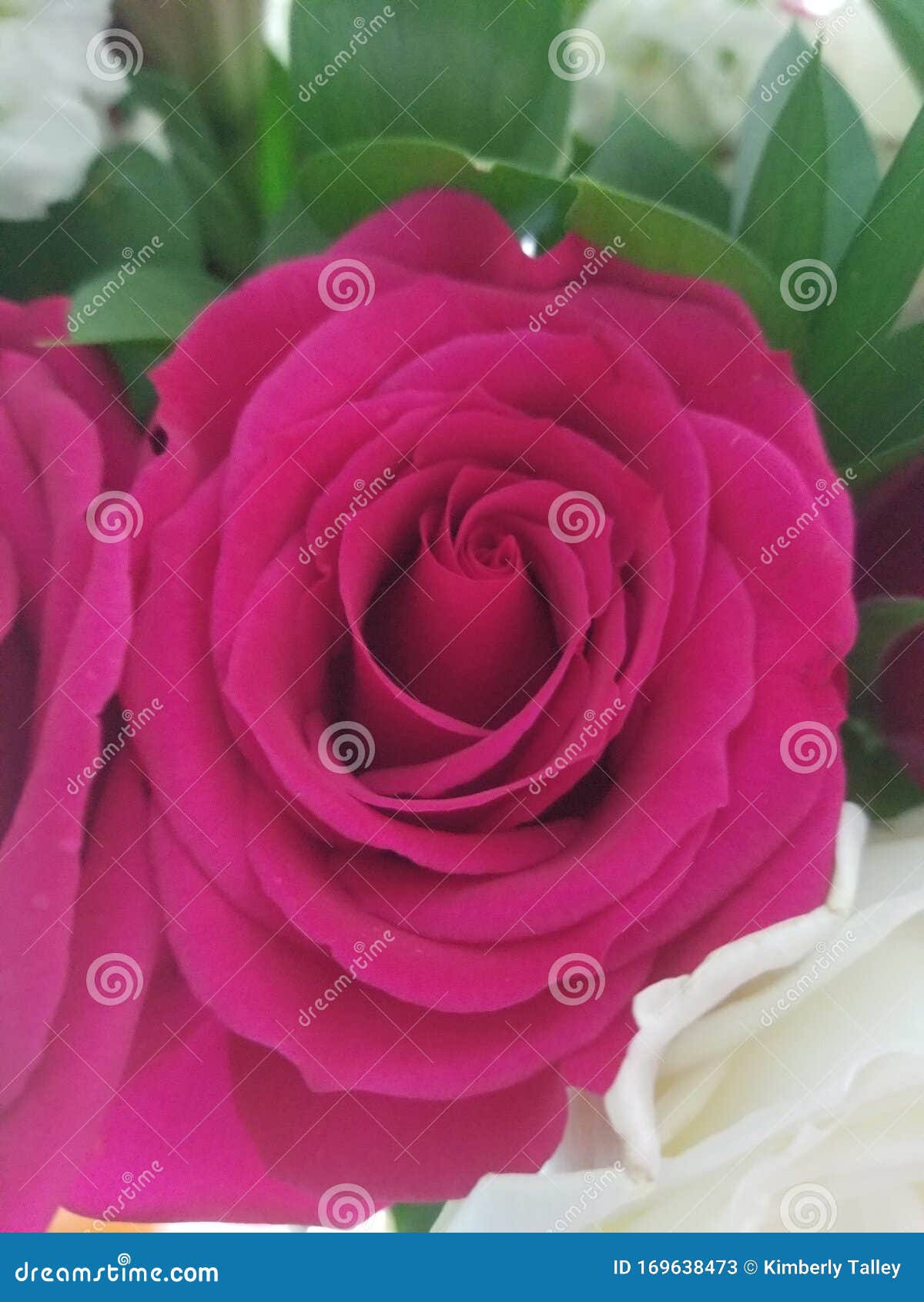Pretty red rose stock image. Image of rose, pretty, nature - 169638473