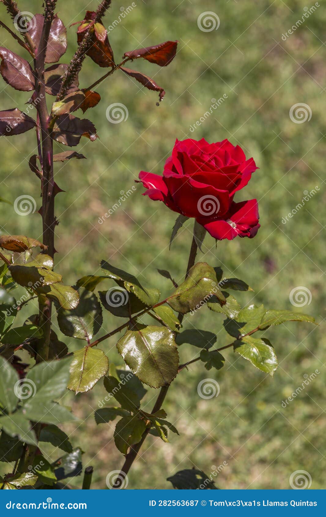 A Pretty Red Rose in a Sunny Garden Stock Image - Image of summer ...