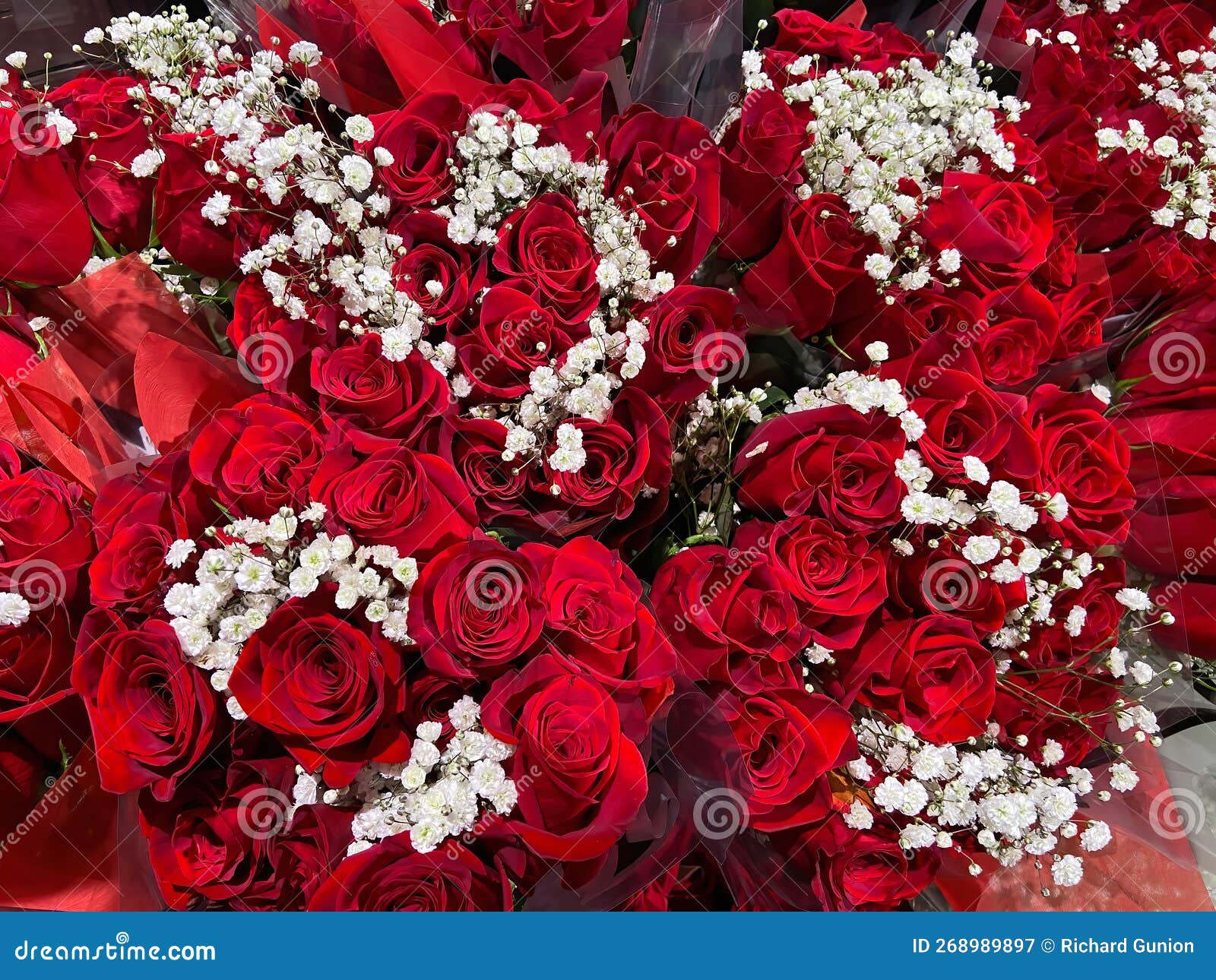 Pretty Red Roses for Valentines Day Stock Image - Image of white ...
