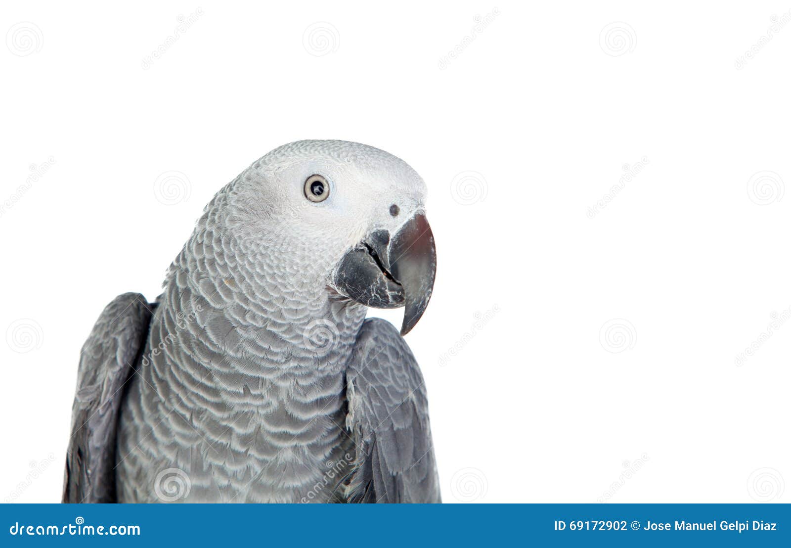 Pretty Red-tailed Gray Parrot Stock Photo - Image of fauna, beak: 69172902