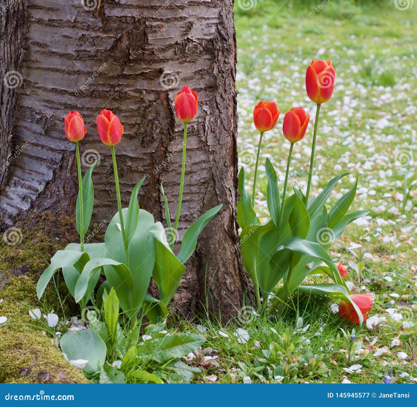 Pretty Red Tulips at Base of Tree - Nice Spring Scene - Image Stock ...