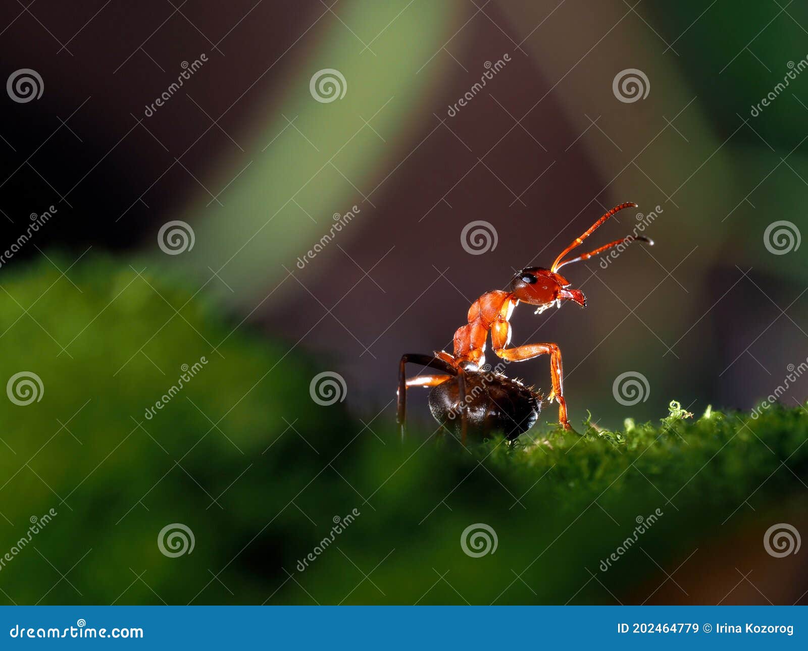 Pretty Redhead, Wood Ant Standing on a Moss Stock Image - Image of ...