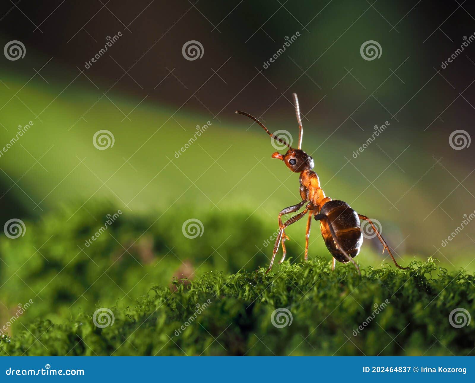 Pretty Redhead, Wood Ant Standing on a Moss Stock Image - Image of ...
