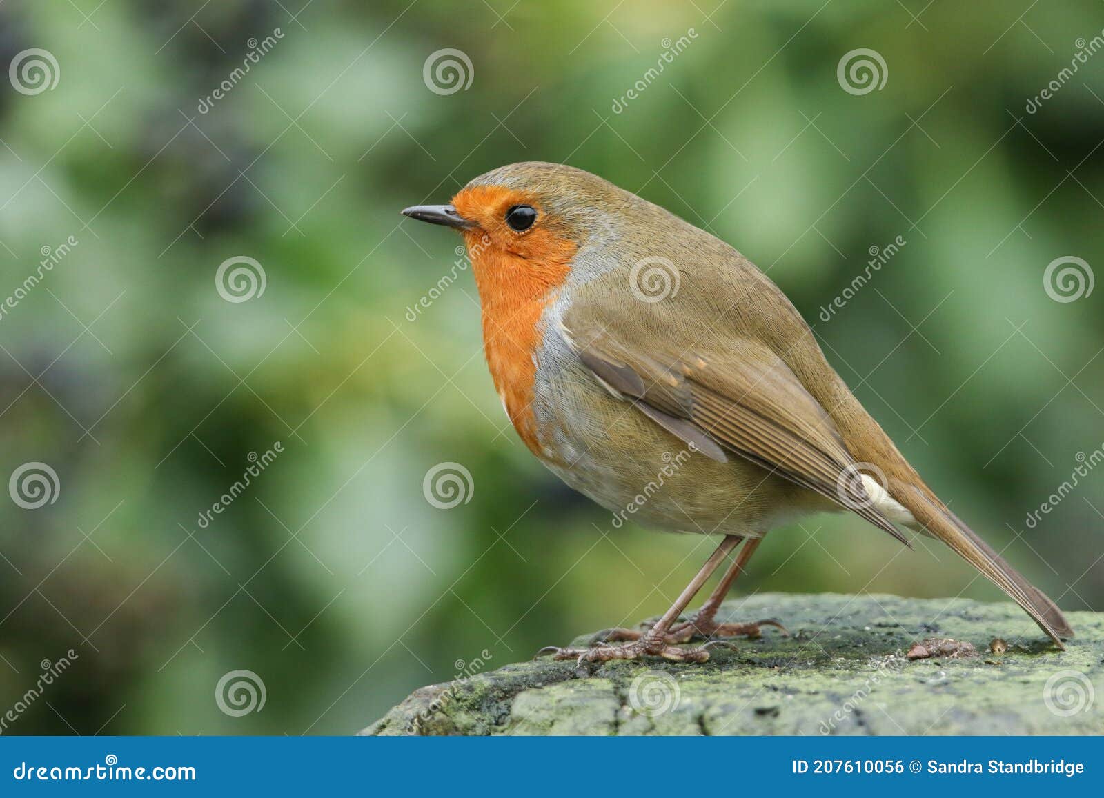 A Pretty Robin, Erithacus Rubecula, Perching on a Post in Winter. Stock ...