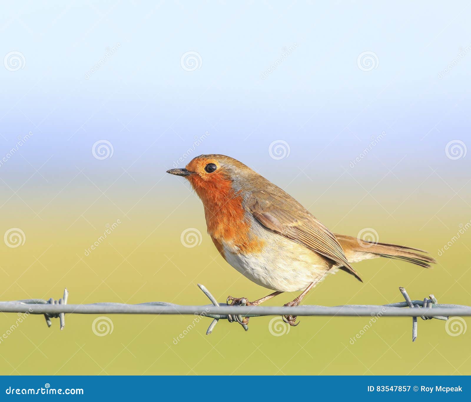 Pretty Robin stock image. Image of january, blue, beak - 83547857