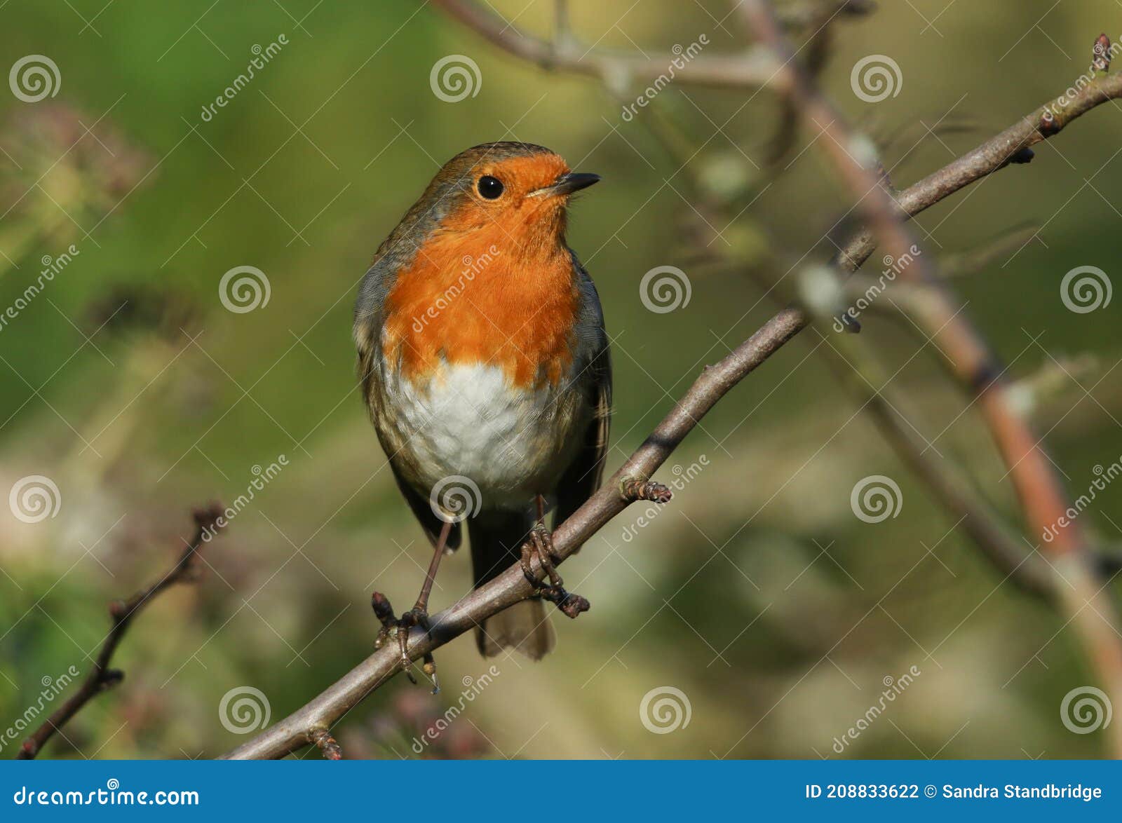 A Pretty Robin Redbreast Erithacus Rubecula Perching on a Branch of a ...