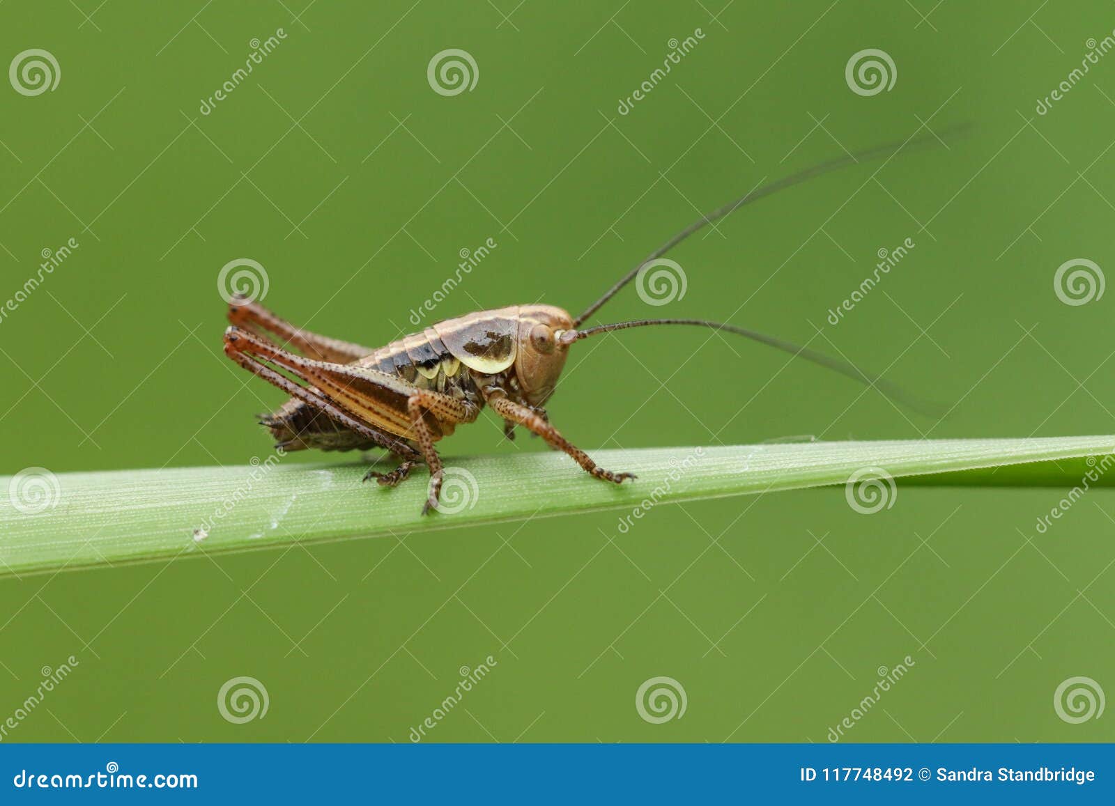 A Stunning Roesel`s Bush-cricket Metrioptera Roeselii Perching on a ... A Stunning Roesel`s Bush-cricket Metrioptera Roeselii Perching on a ...