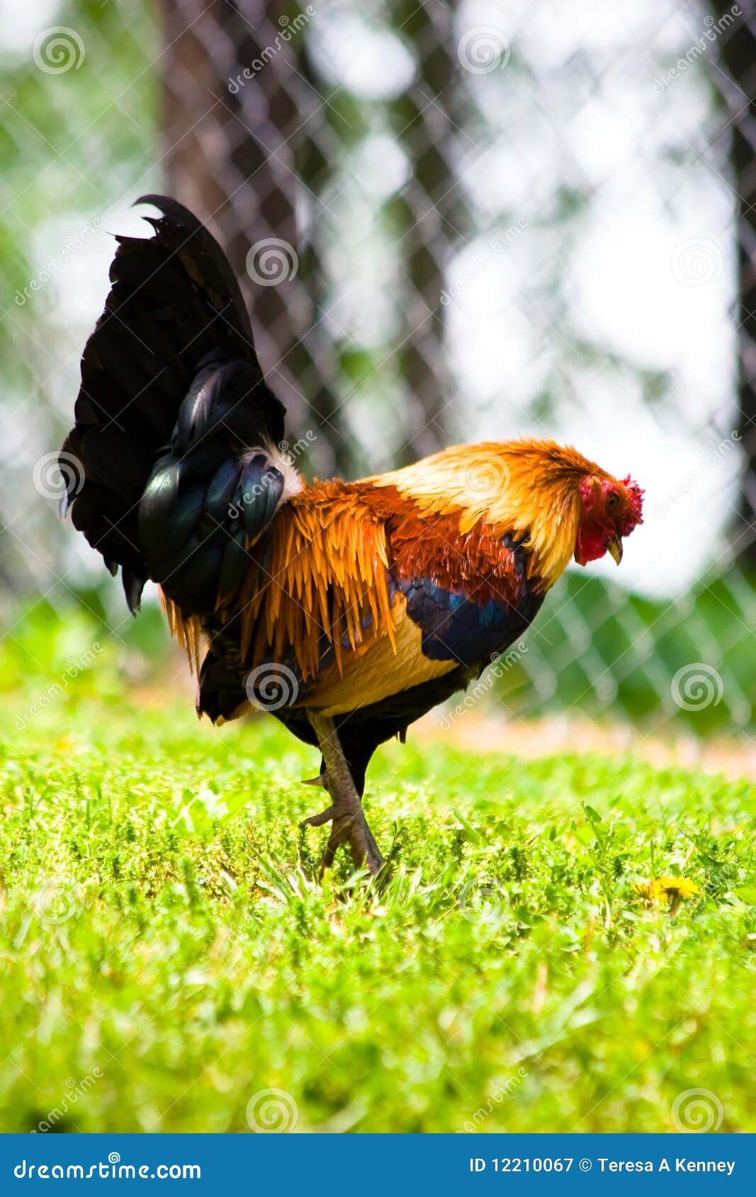 Pretty Rooster stock image. Image of outdoor, colourful - 12210067