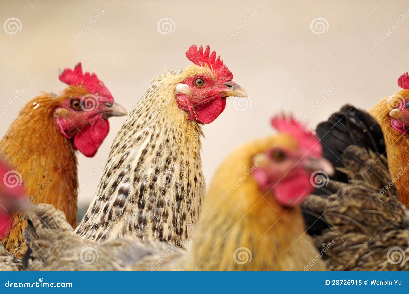 Pretty rooster stock image. Image of look, animal, farm - 28726915