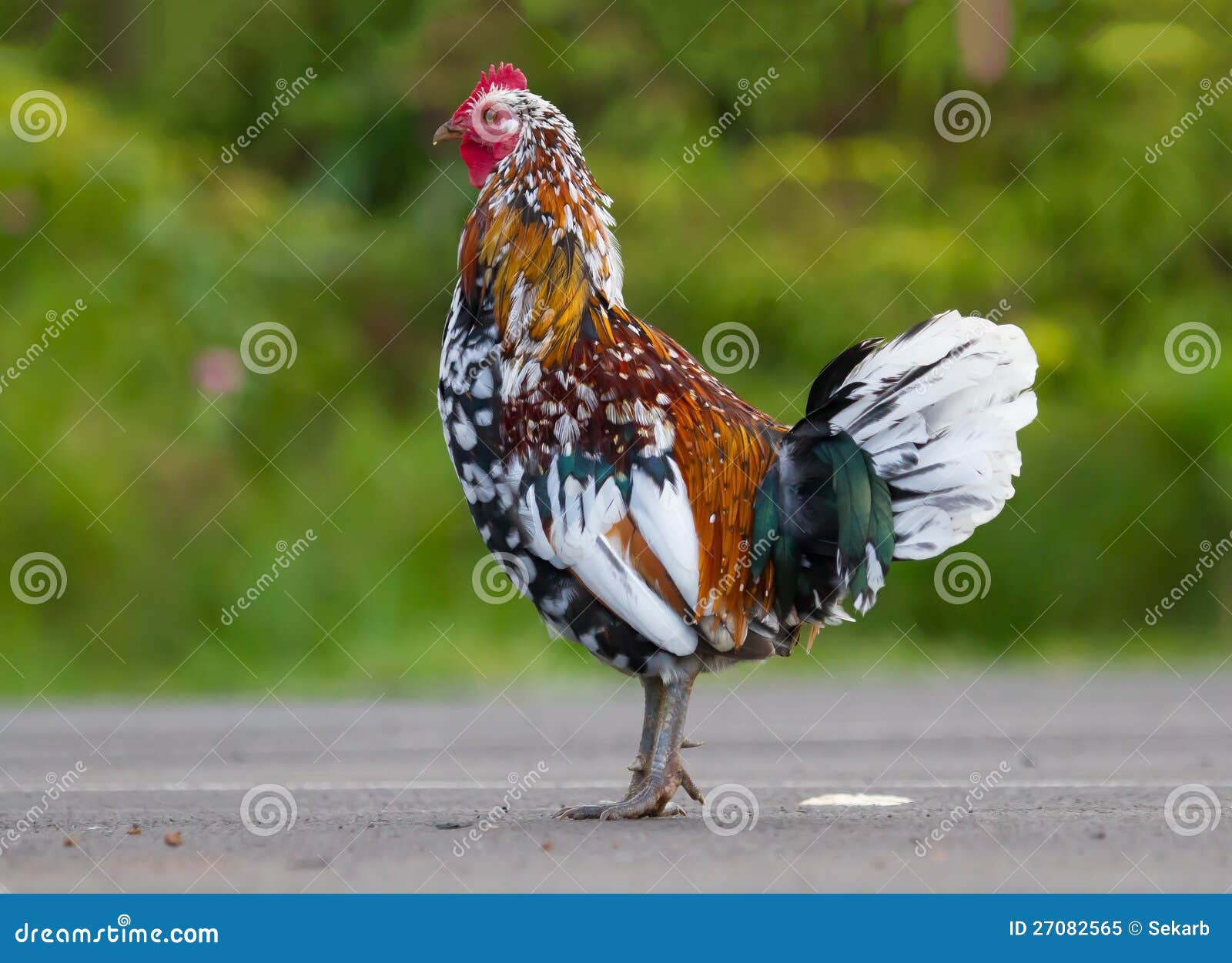 1,000 Pretty Rooster Photos - Free & Royalty-Free Stock Photos from ...