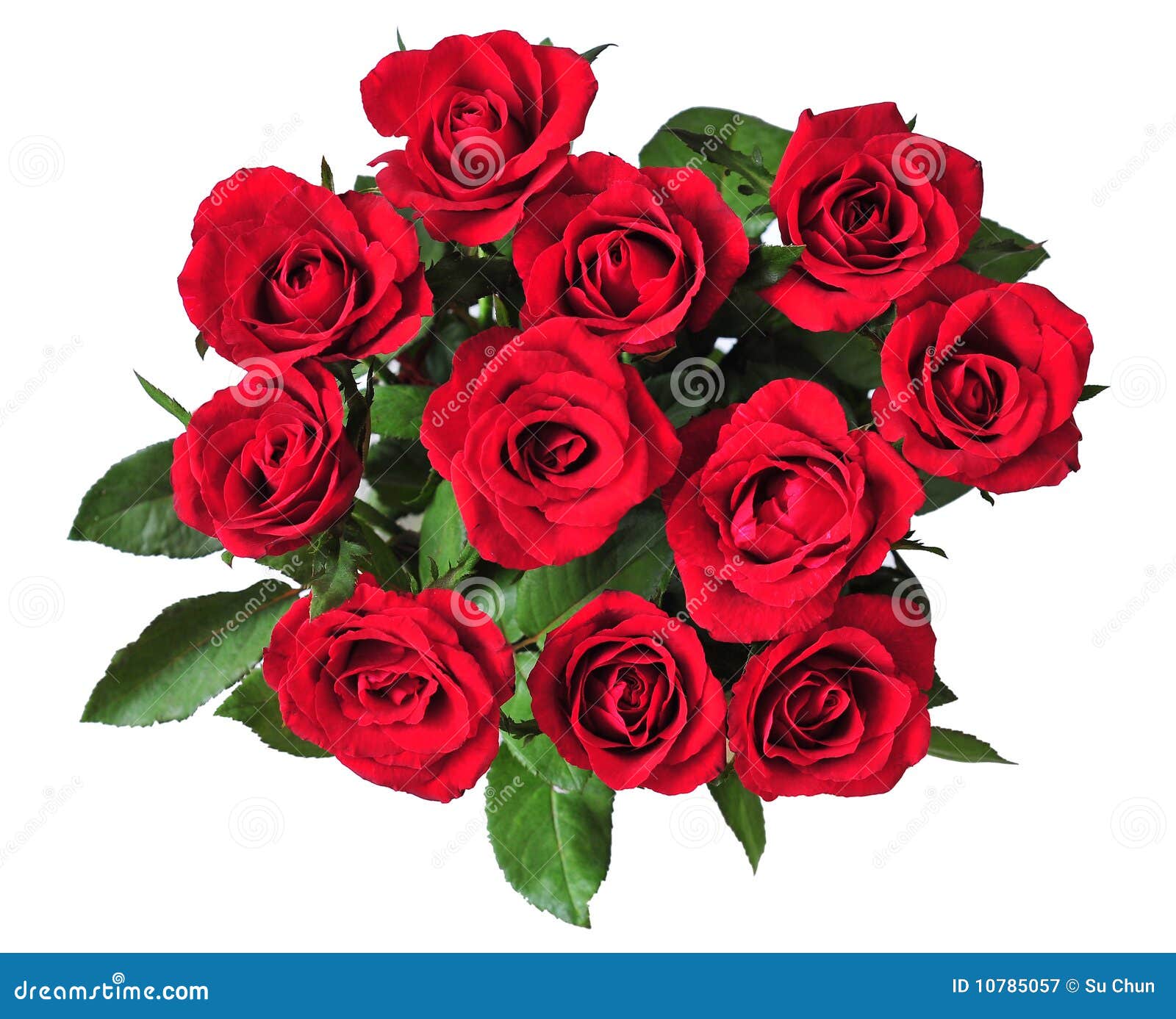 Pretty rose stock image. Image of bright, flower, fresh - 10785057