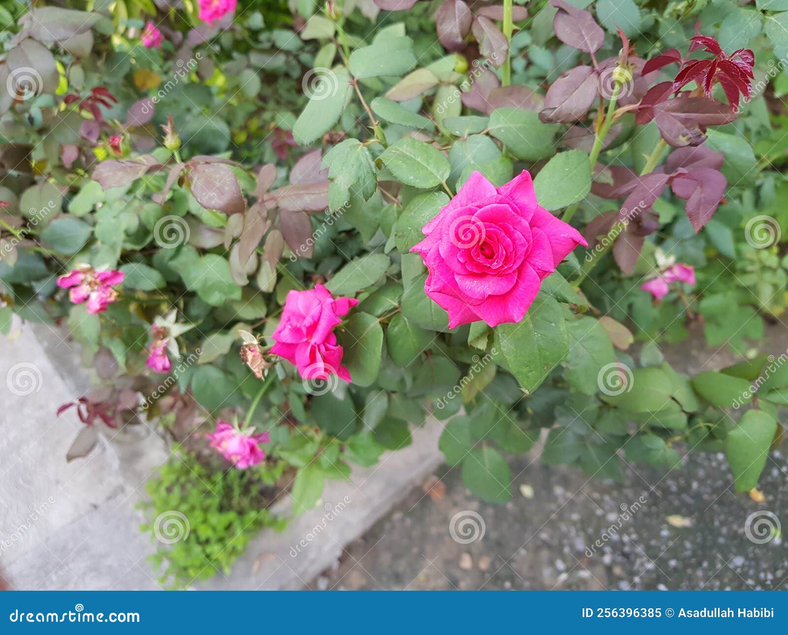 Pretty rose on a branches stock image. Image of bouquet - 256396385