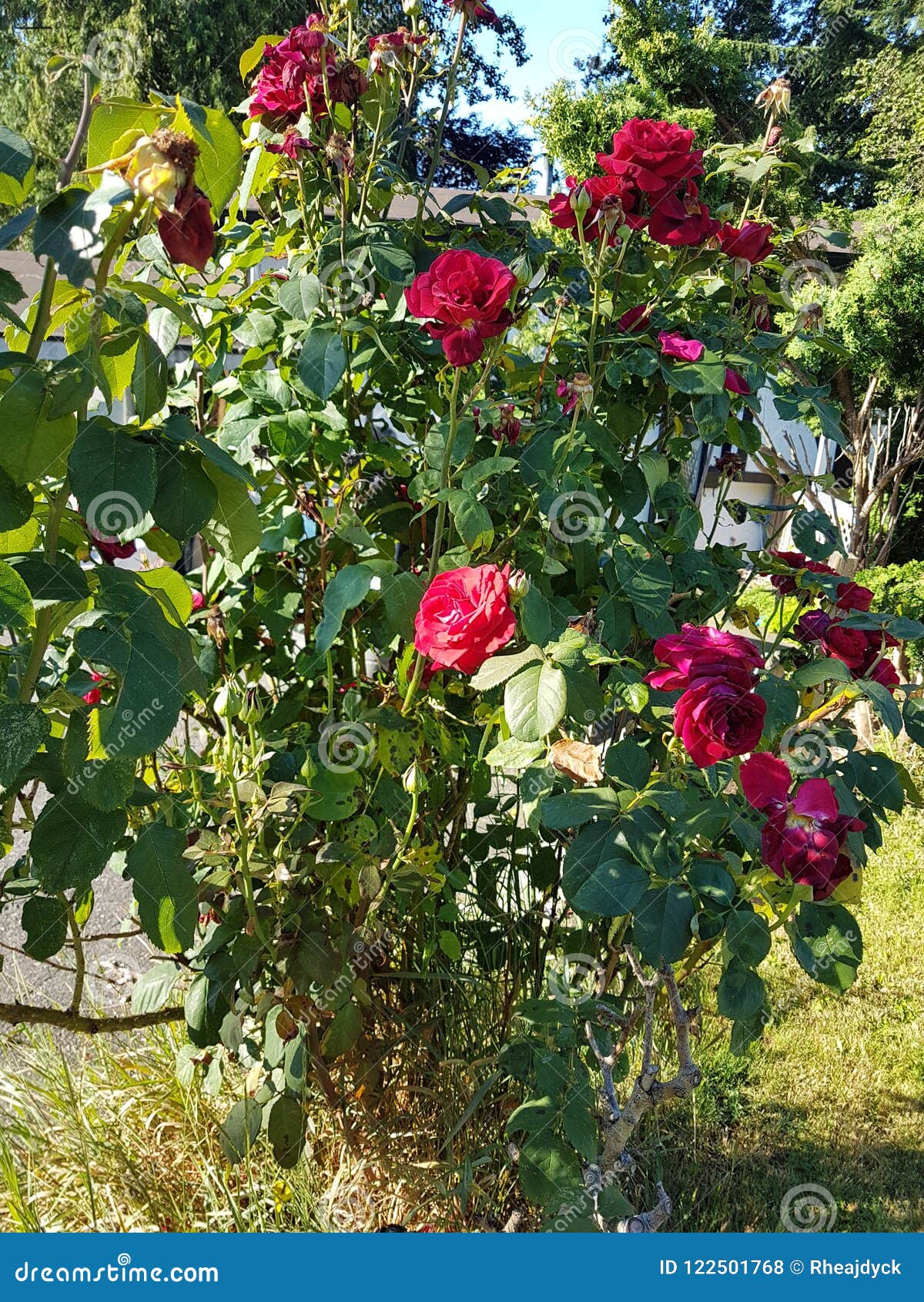 Rosebush in my yard stock photo. Image of garden, pretty - 122501768
