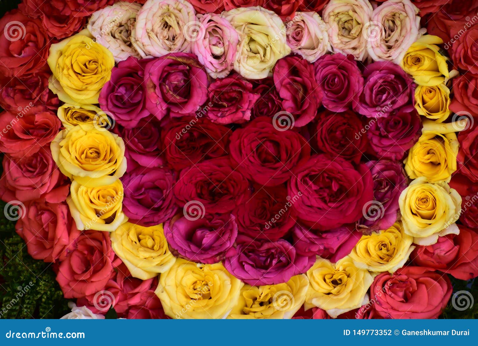 Pretty Roses in a Red, White and Pink Mixed Flowers Stock Photo - Image ...