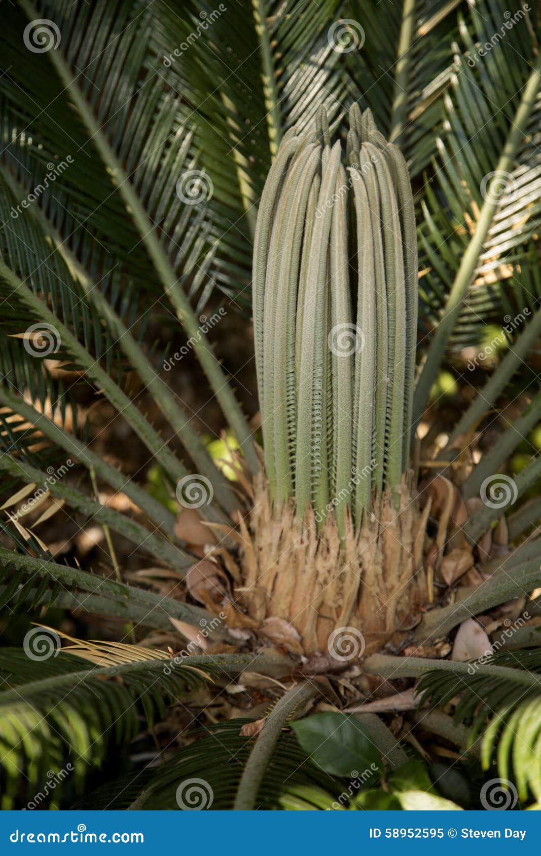 Sago Palm New Growth