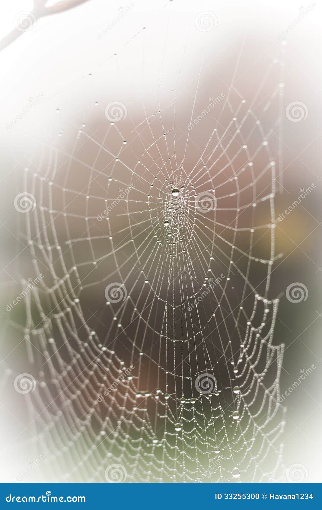 A Pretty Scary Frightening Spider Web for Halloween Stock Photo - Image ...