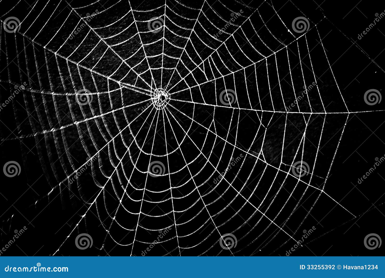 A Pretty Scary Frightening Spider Web for Halloween Stock Photo - Image ...