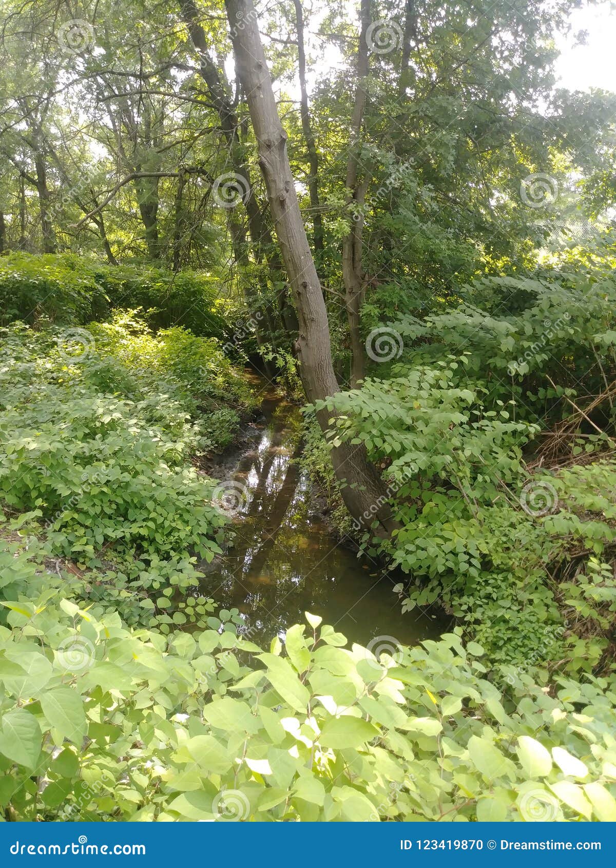 Tree stock photo. Image of scene, tree, nature, pretty - 123419870