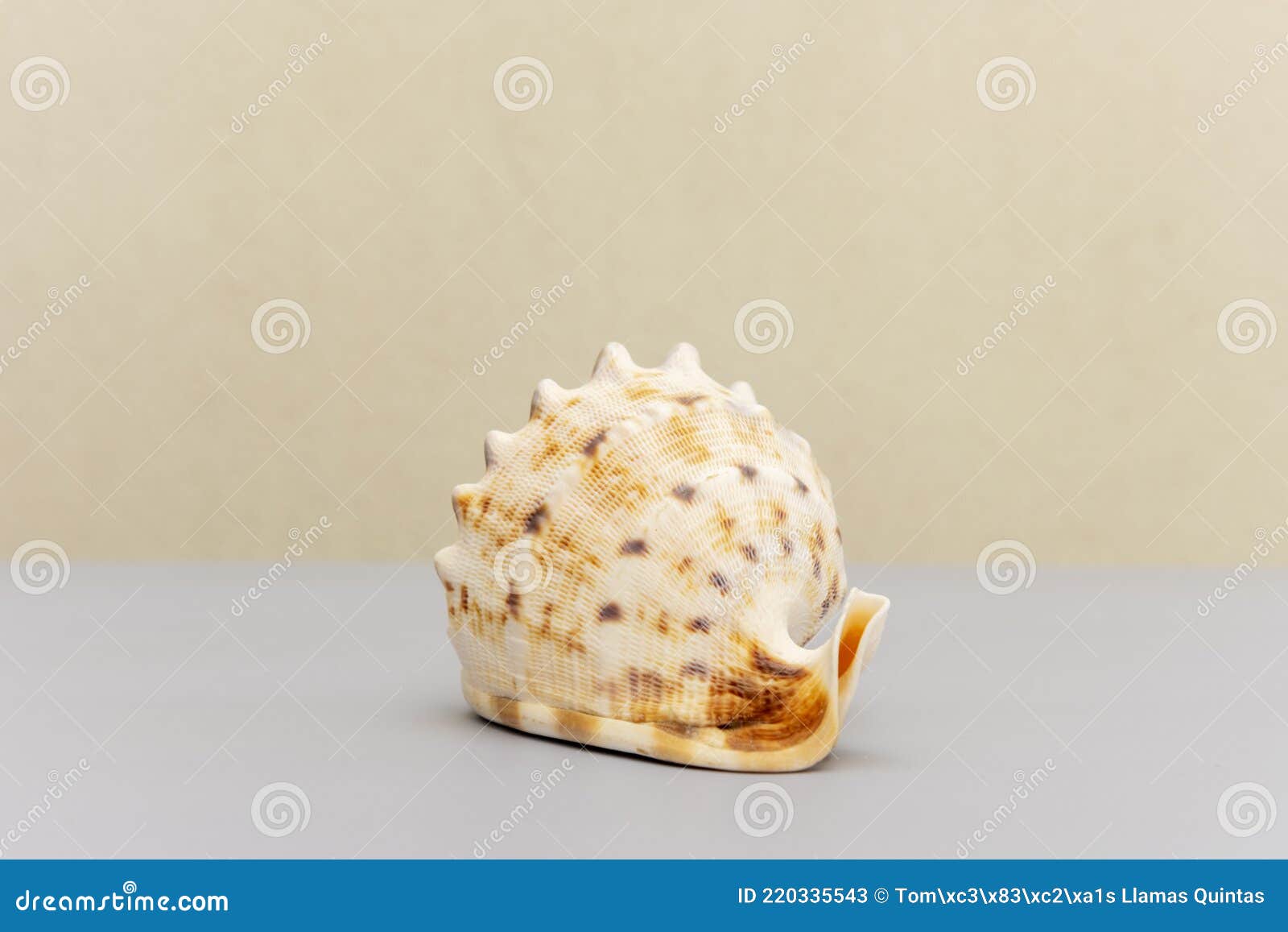 Pretty Seascape Evocative Conch Shell Stock Image - Image of exotic ...