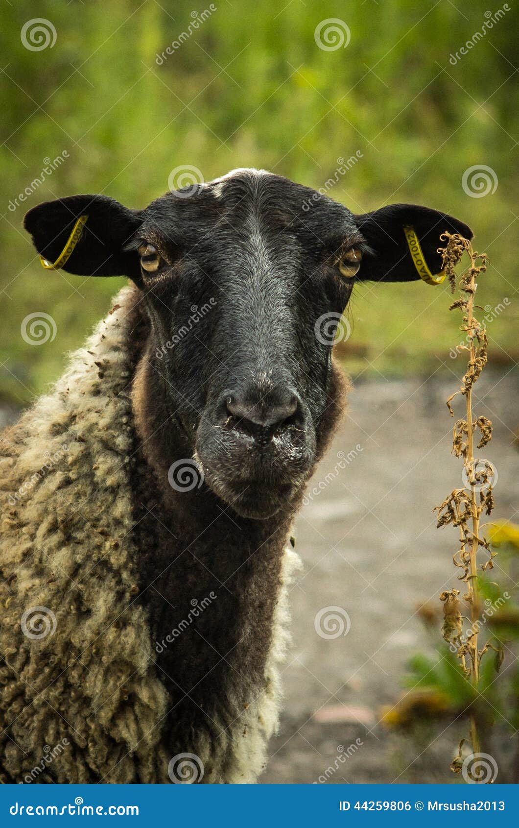 Pretty sheep stock photo. Image of pasture, field, mammal - 44259806