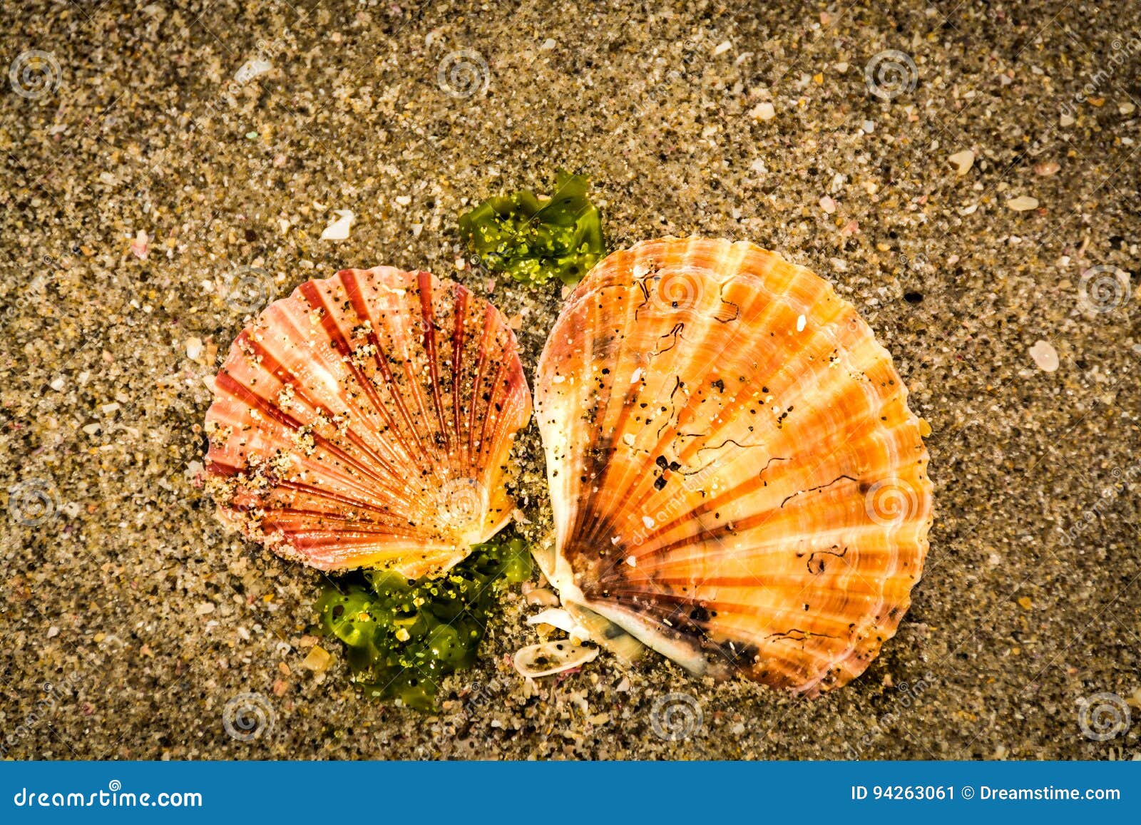 Pretty shells on the beach stock image. Image of beach - 94263061