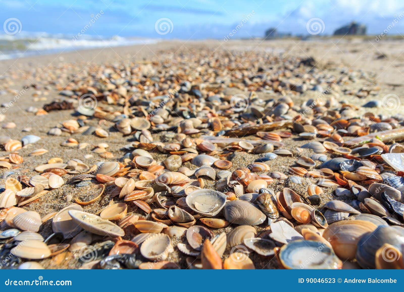 Pretty Shells Covering a Sunny Beach Stock Image - Image of jewellery ...