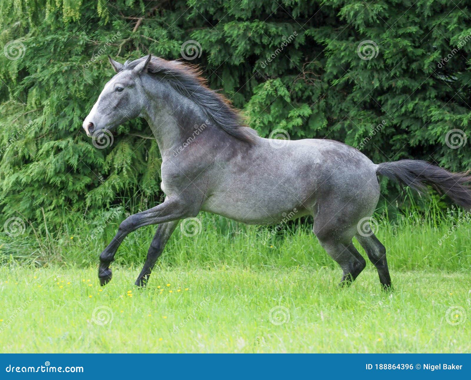 Young Colt Playing stock photo. Image of mammal, field - 188864396