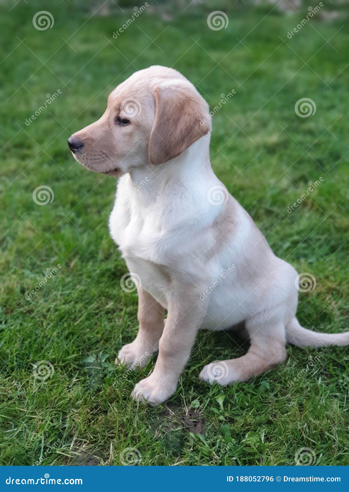 Pretty Sitting Yellow Labrador Retriever Looking At The Camera In A ...