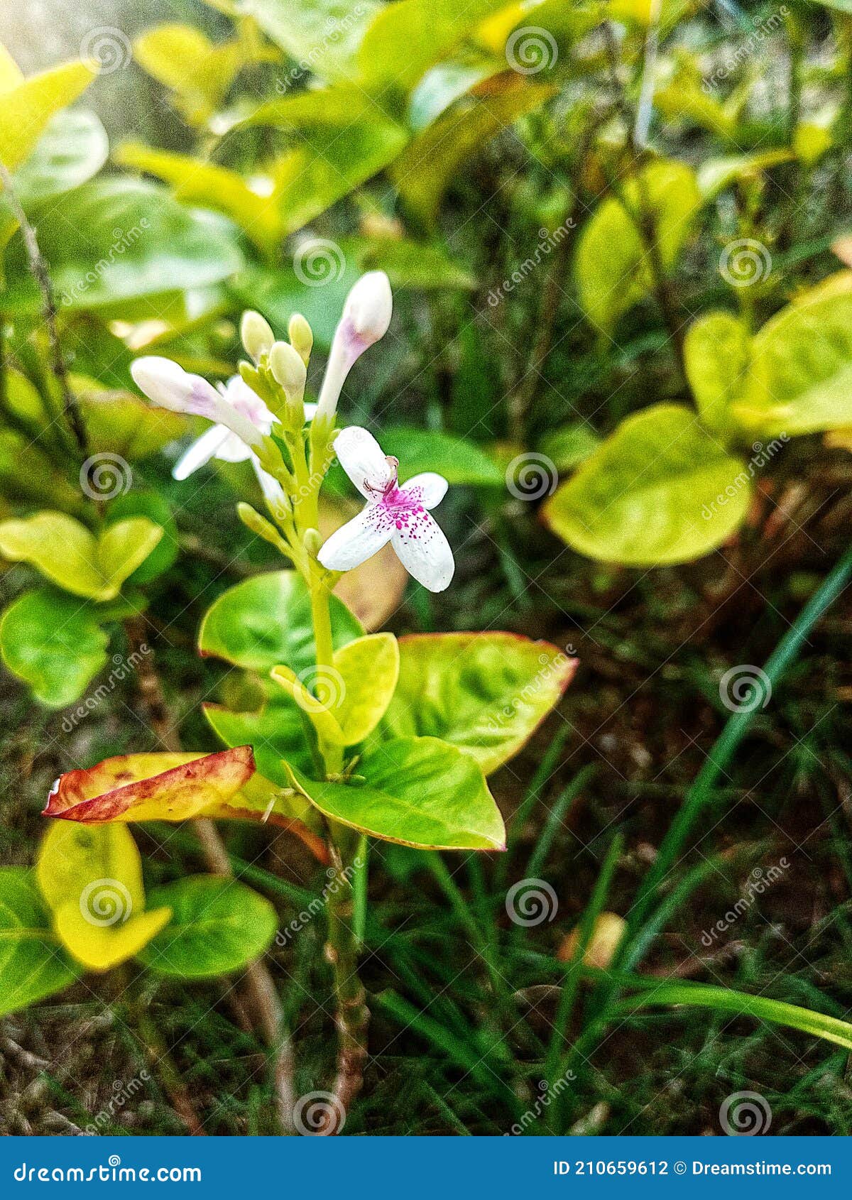 Pretty Small Flower in Nature Stock Photo - Image of branch, evergreen ...