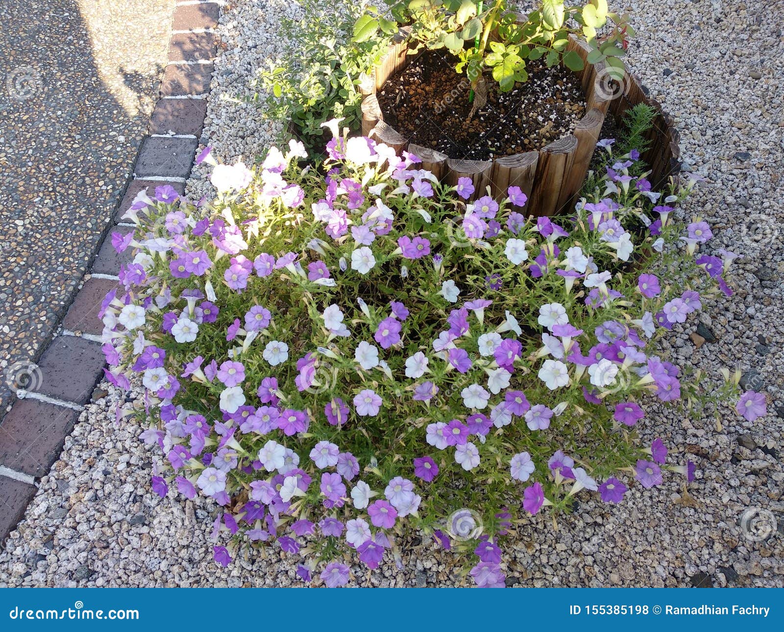 Pretty Small Flowers in a Pot Stock Photo - Image of pretty, flowers ...