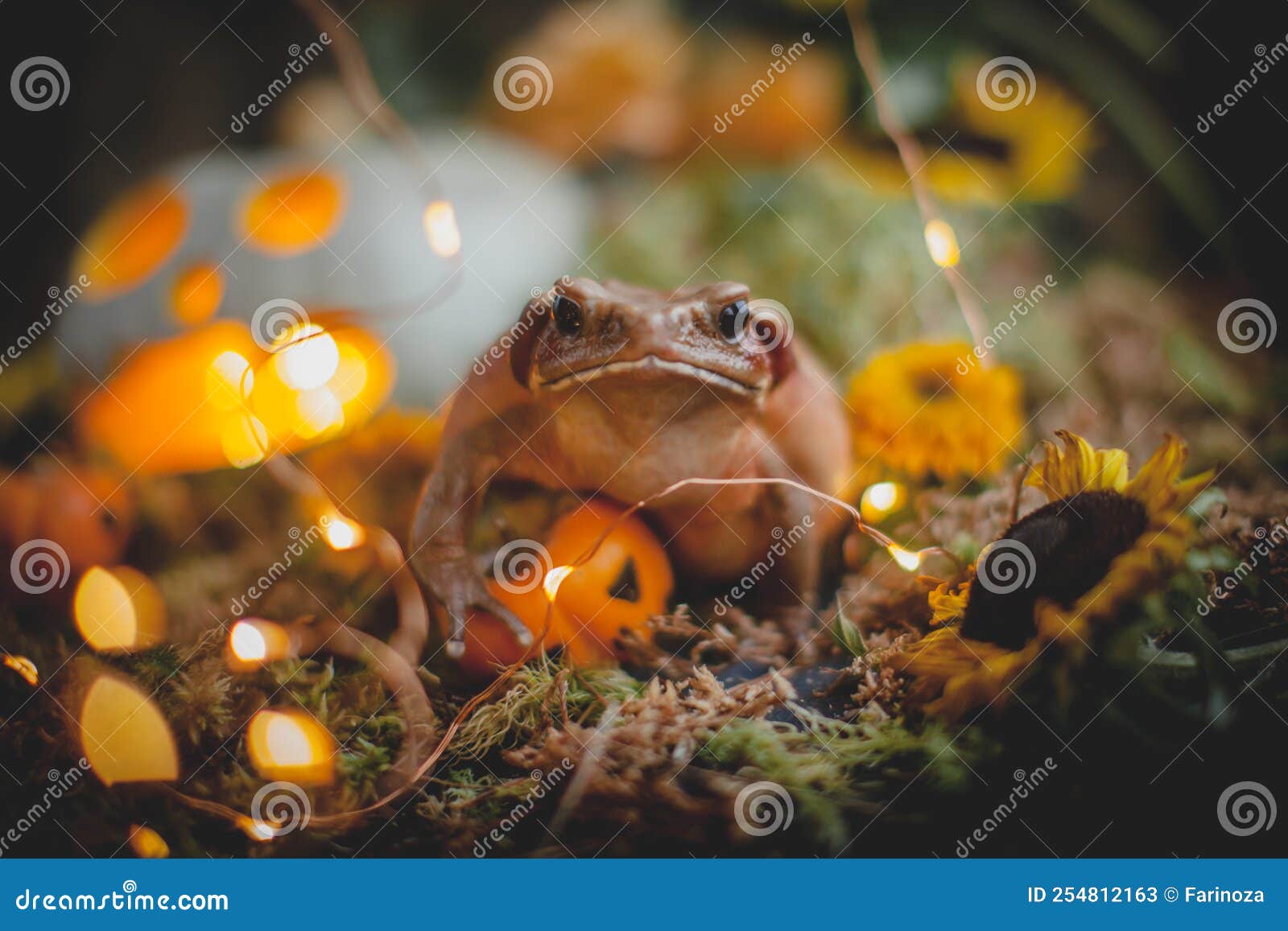 Pretty Smooth-sided Toad with Beautiful Haloween Decoration Stock Image ...