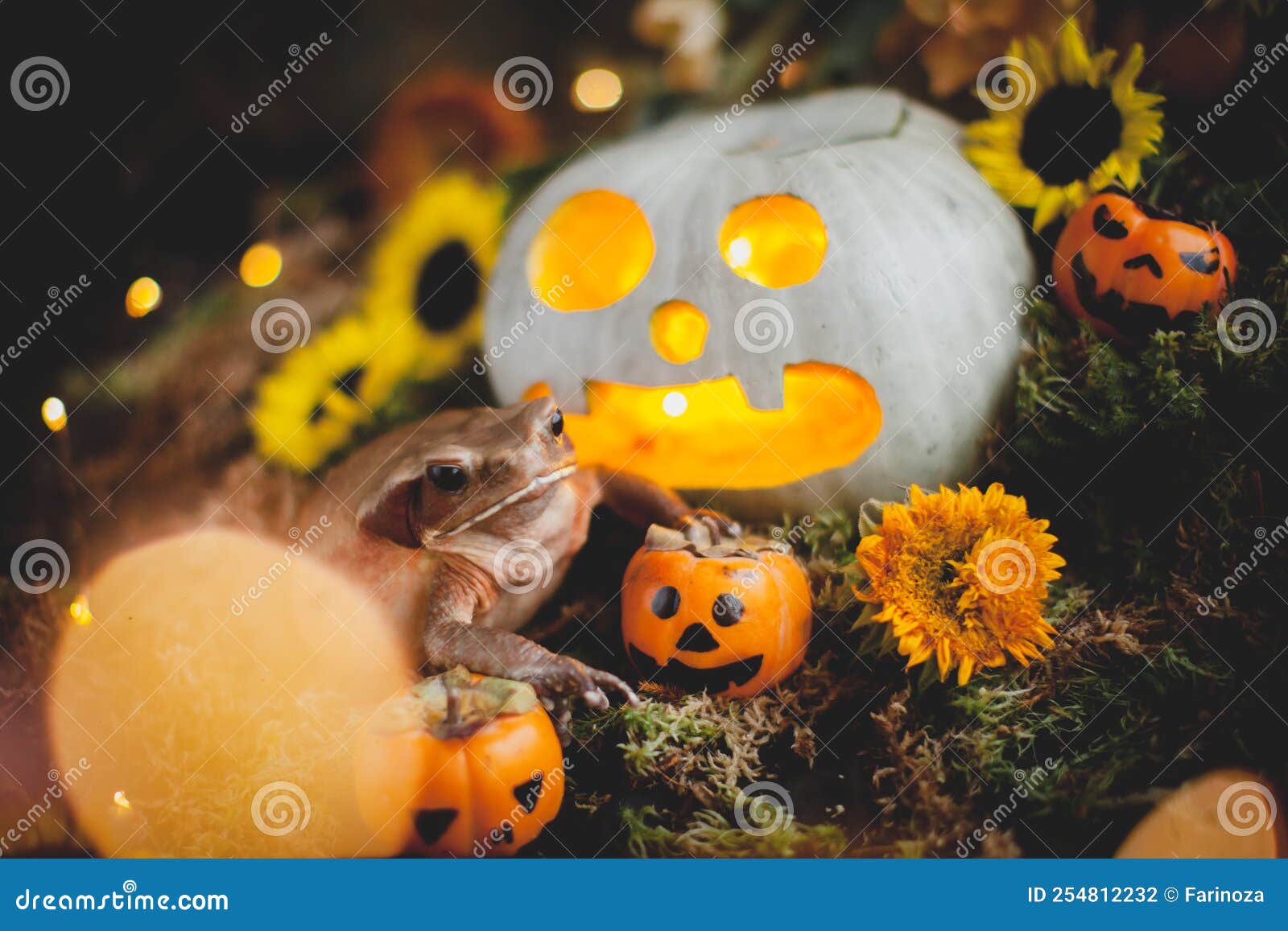 Pretty Smooth-sided Toad with Beautiful Haloween Decoration Stock Photo ...
