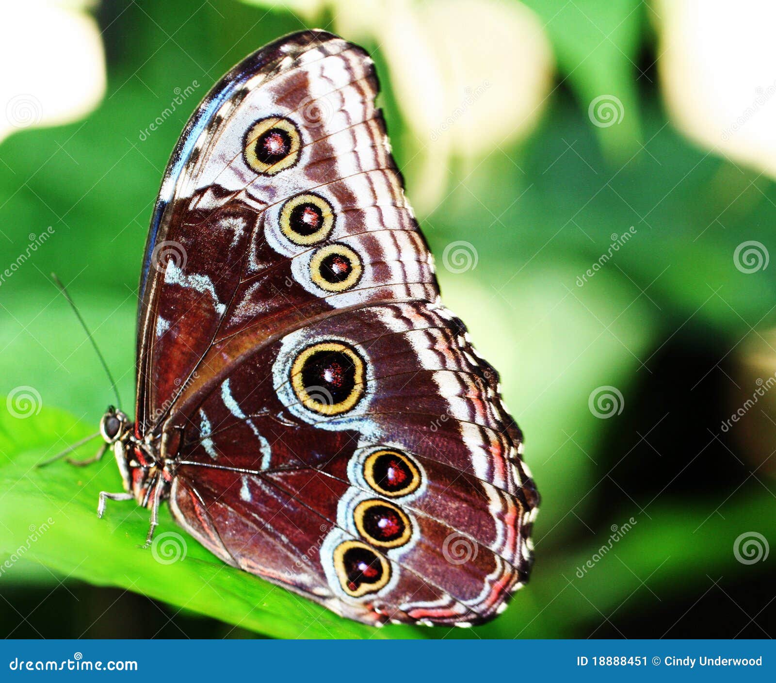 Pretty Spotted Butterfly Stock Image - Image: 18888451