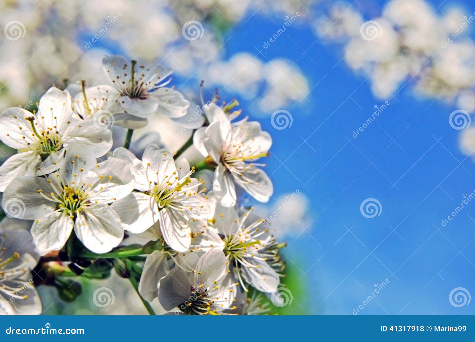 Pretty Spring Background. Cherry Blossom in Full Bloom Stock Photo ...