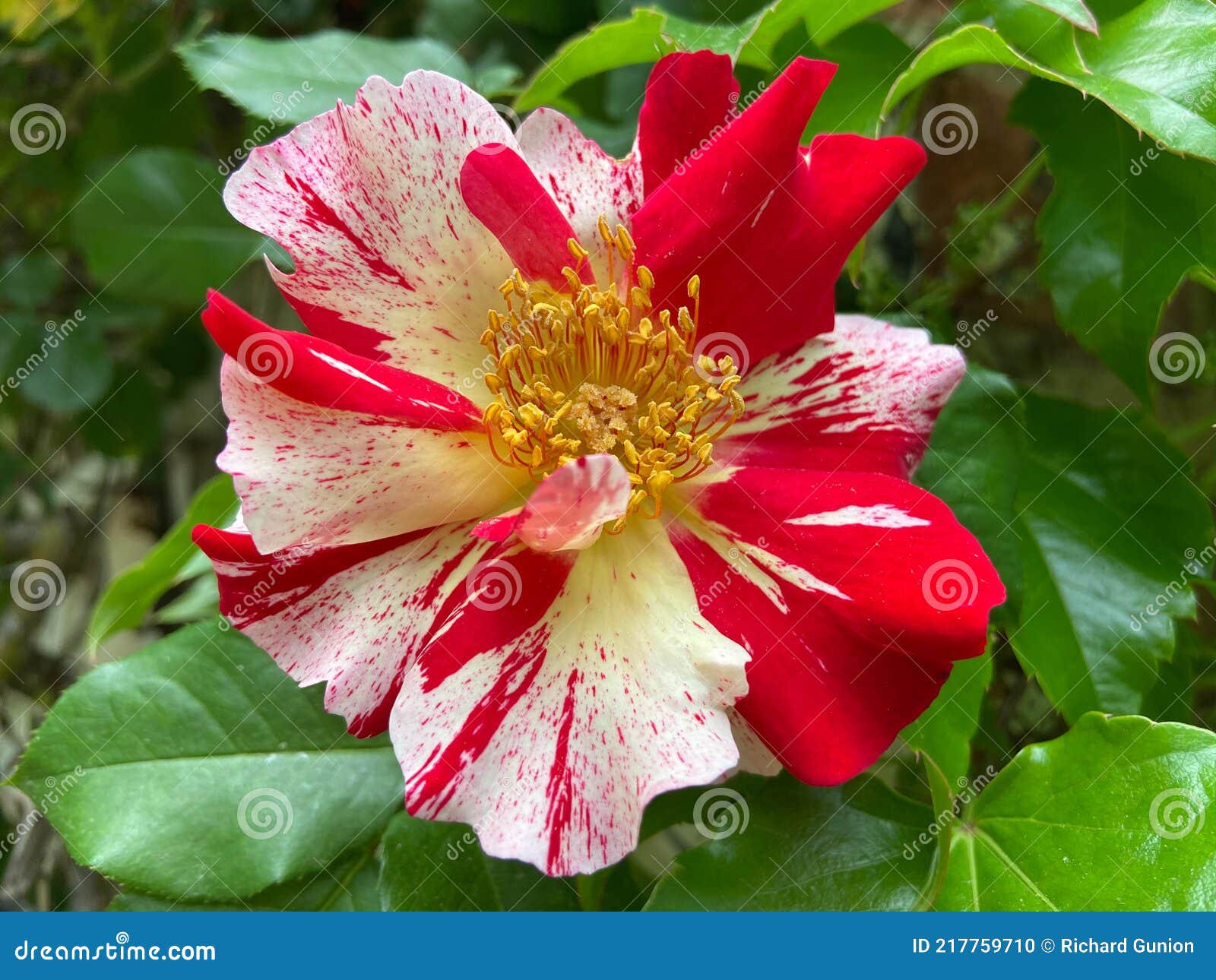 Pretty Striped Red and White Flower in Spring in May Stock Photo ...
