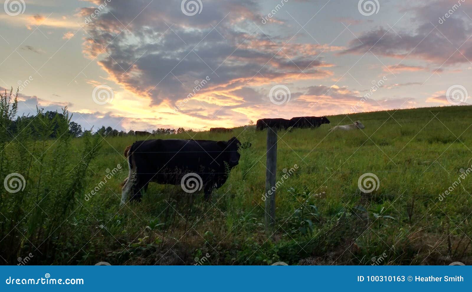 Pretty sunset and cows stock image. Image of beautiful - 100310163
