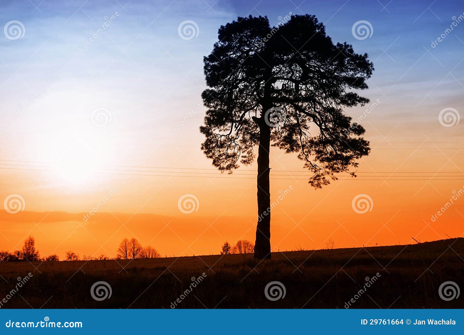 Alone tree at sunset stock photo. Image of single, nature - 29761664