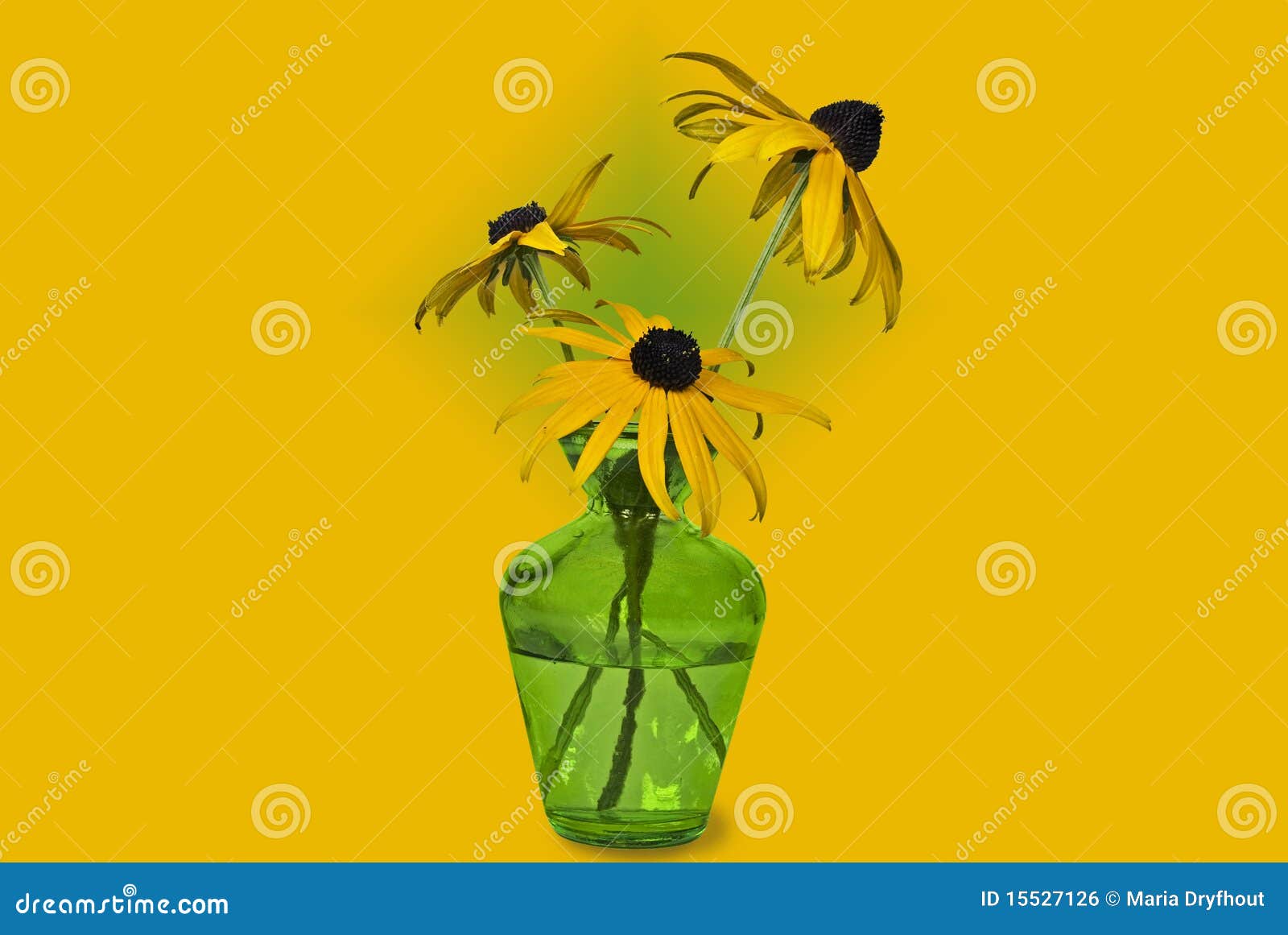 Pretty Susan stock photo. Image of color, dainty, bloom - 15527126